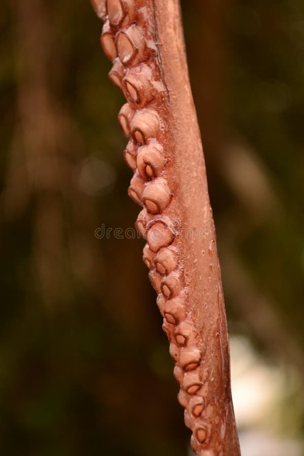 Red octopus tentacle stock image. Image of closeup, details - 14691139