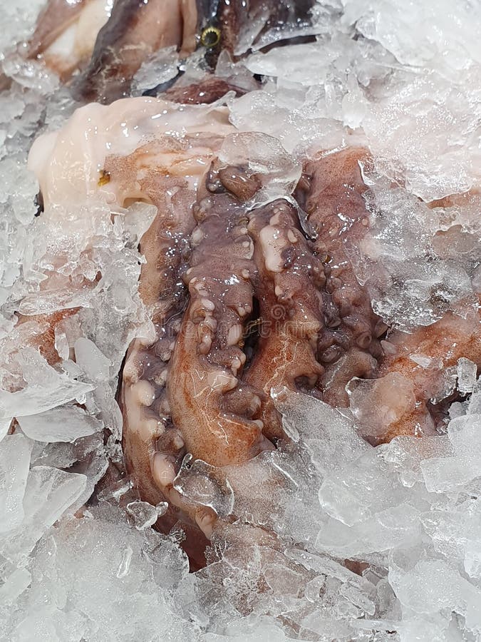 Octopus Tentacle on Cold Ice Stock Photo - Image of tentacle, nature ...