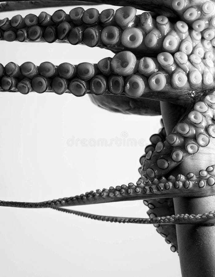 Octopus Tentacles Detailed Suckers Stock Photos - Free & Royalty-Free ...