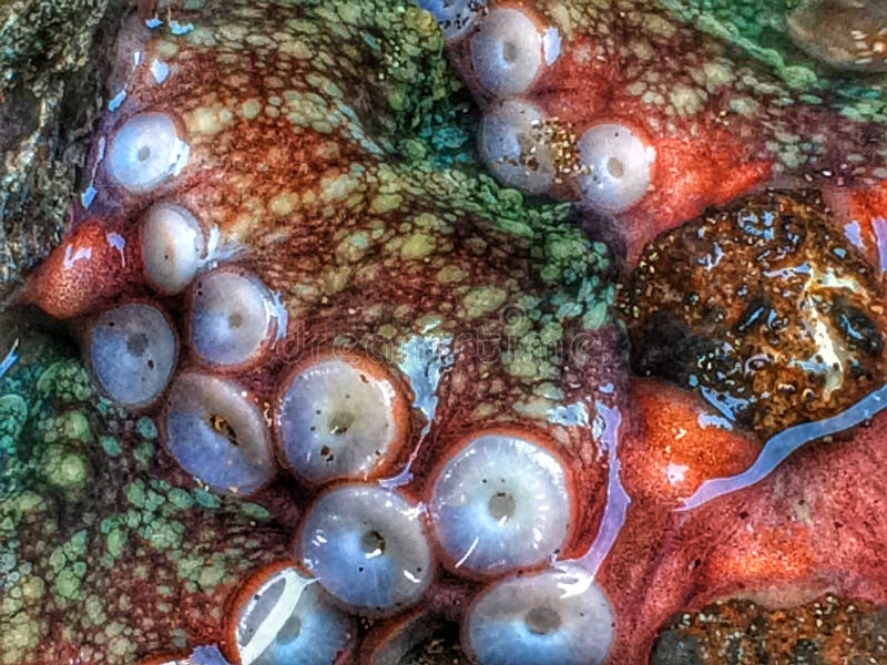 176 Alive Octopus Stock Photos - Free & Royalty-Free Stock Photos from ...