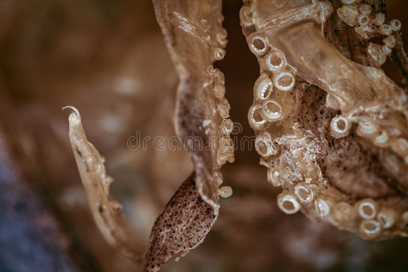 Squid Skin Texture Stock Photos - Free & Royalty-Free Stock Photos from ...