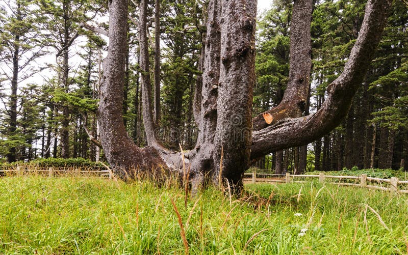 Octopus Tree in Cape Meares State Park, or. Stock Photo - Image of ...