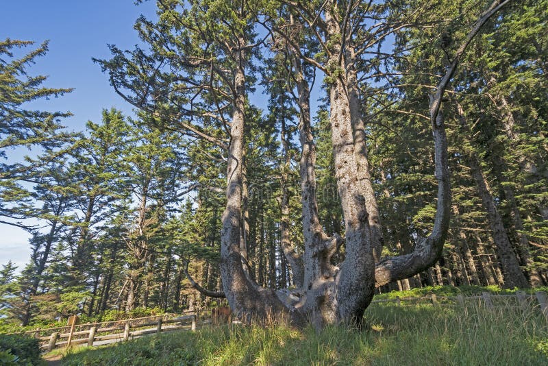 The Octopus Tree on the Coast Stock Image - Image of park, spruce ...