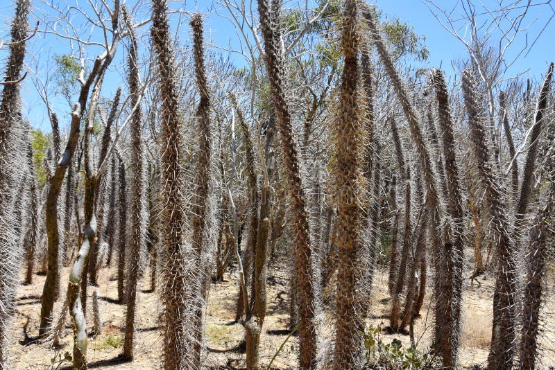 Didierea Madagascariensis Stock Photos - Free & Royalty-Free Stock ...