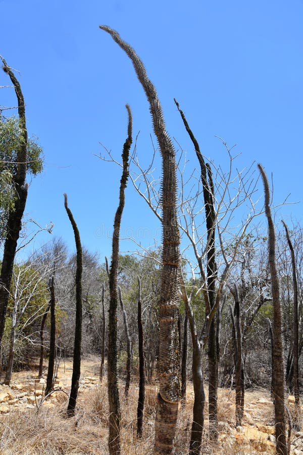 Octopus tree stock image. Image of round, flora, botany - 91048135