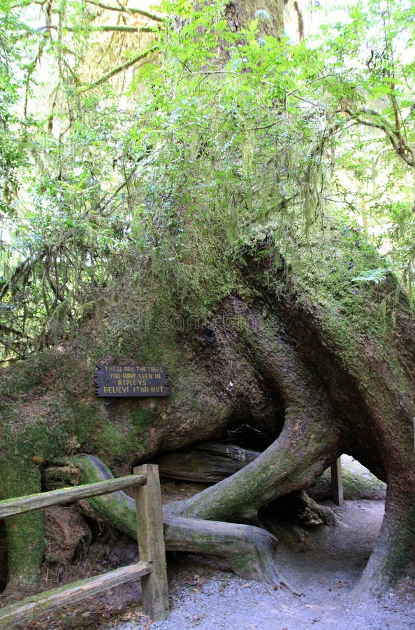 Octopus Tree editorial image. Image of trail, park, mystery - 101252500