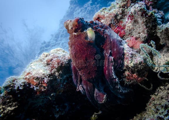 Octopus Turns Maroon at the Bottom of the Indian Ocean Stock Image ...