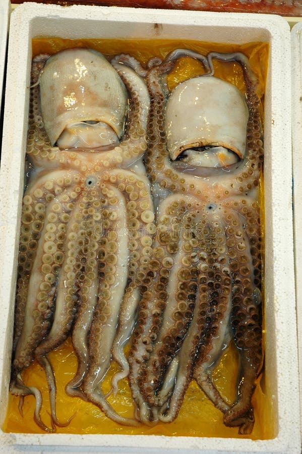 Octopus Twins stock image. Image of pattern, twins, food - 3579735