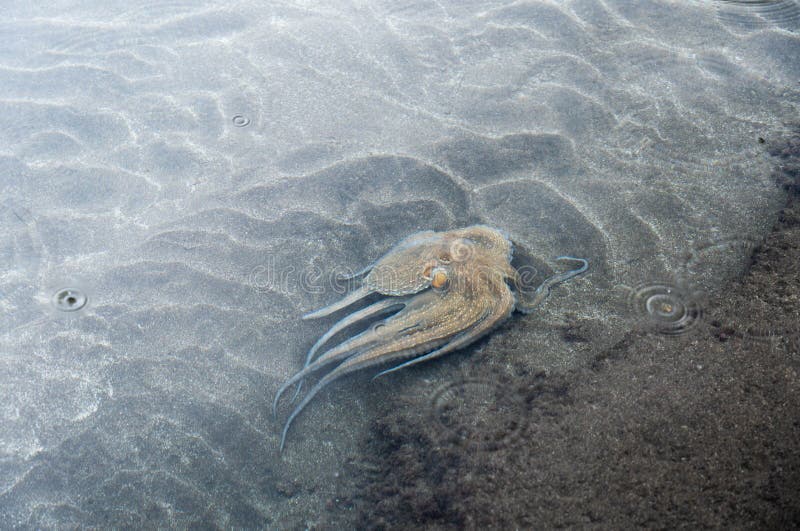 Octopus Under the Surface Near the Seashore Stock Photo - Image of ...