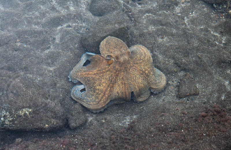 Octopus Under the Surface Sea Stock Image - Image of rocks, octopus ...