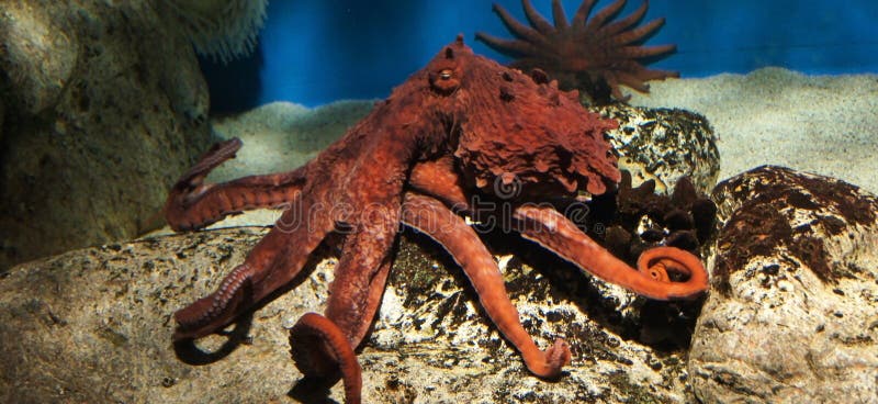 Ethereal Octopus from the Depth (Octopus Vulgari) Stock Image - Image ...