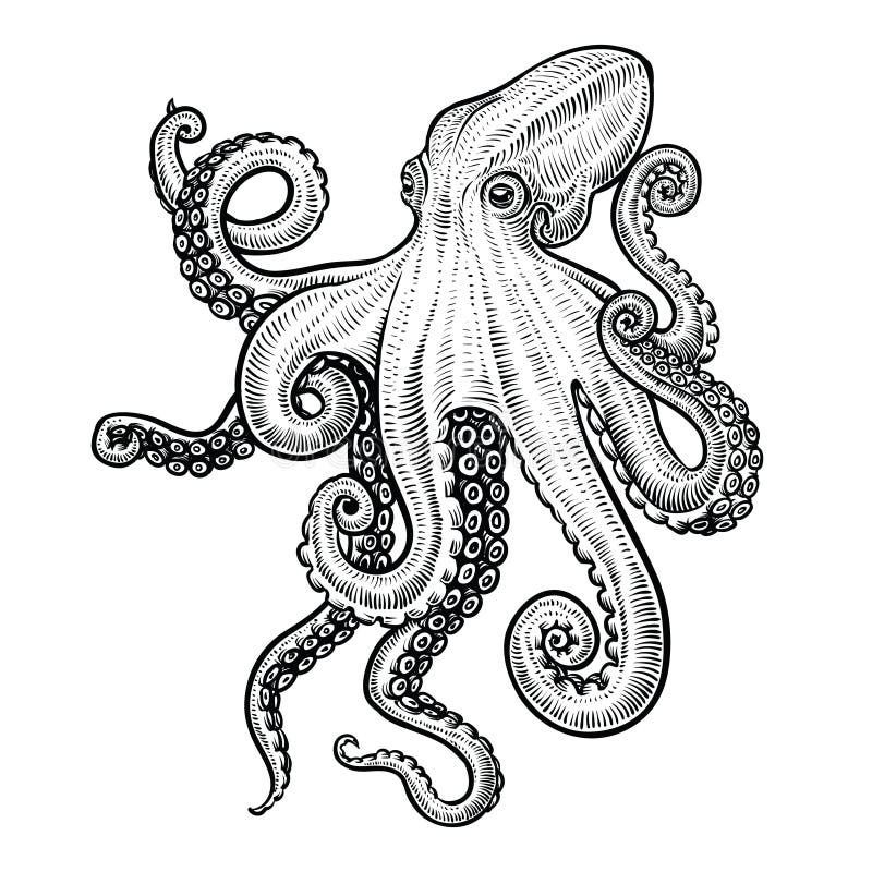 Octopus Stock Illustrations – 82,716 Octopus Stock Illustrations ...