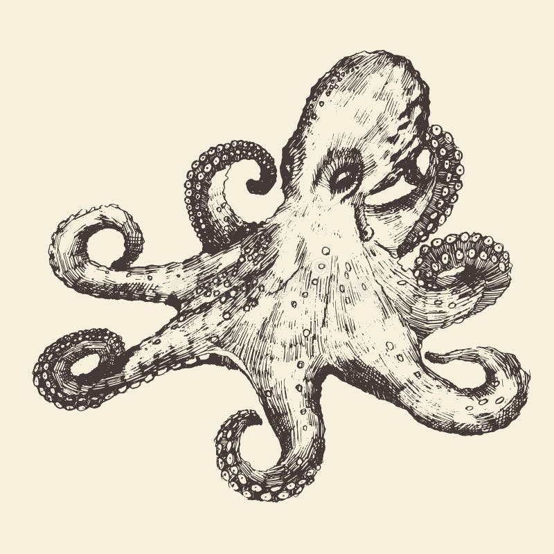Octopus Vintage Illustration, Hand Drawn, Sketch Stock Vector ...