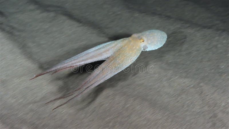 Octopus Stock Footage & Videos - 4,842 Stock Videos