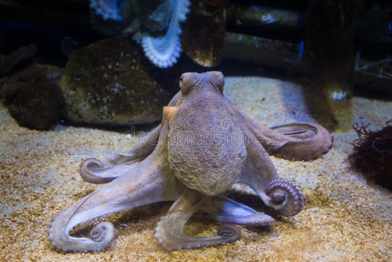 Octopus in water stock image. Image of shellfish, sprutovye - 113870161