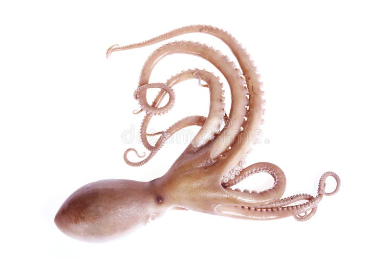 Octopus on a White Background Stock Photo - Image of white, sushi ...