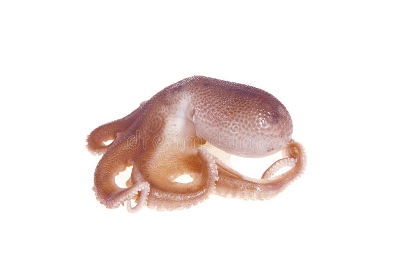 Octopus on a White Background Stock Photo - Image of white, sushi ...