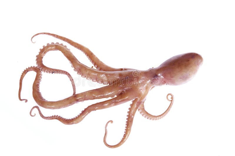 Octopus on a White Background Stock Photo - Image of white, sushi ...
