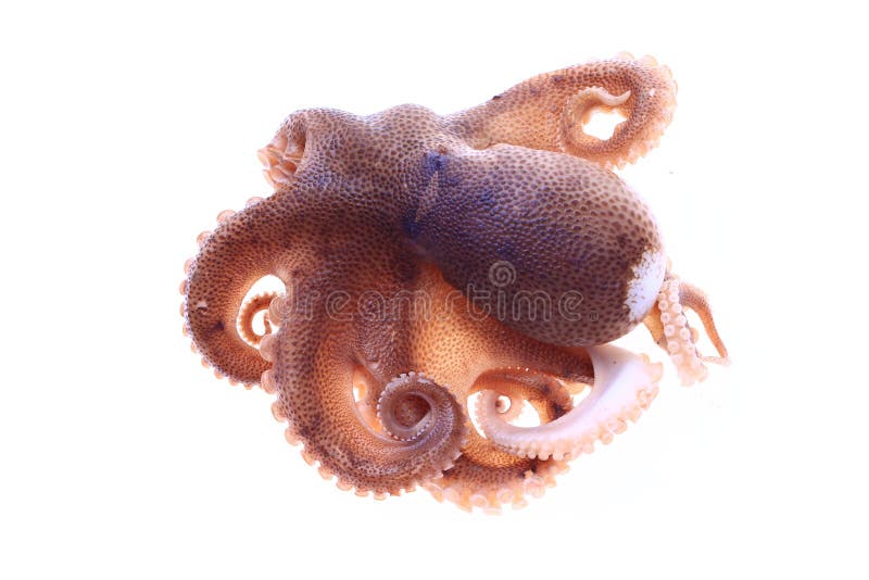 Octopus on a White Background Stock Photo - Image of white, sushi ...