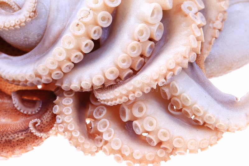 Octopus on a White Background Stock Photo - Image of white, sushi ...