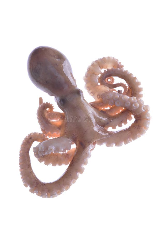 Octopus on a White Background Stock Illustration - Illustration of ...