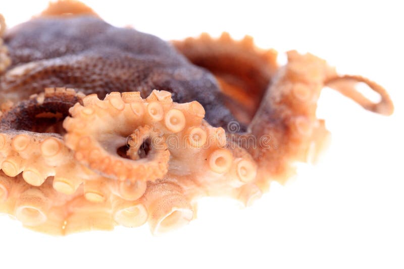 Octopus on White Background Stock Image - Image of delicious, tentacle ...