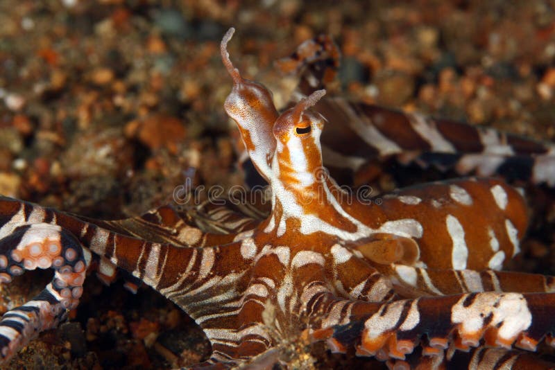 Tube anemone stock photo. Image of aquarium, compact - 22940284