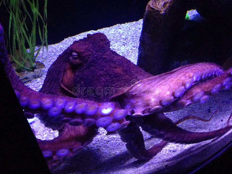 Octopus stock photo. Image of huge, octopus, smart, purple - 55992670