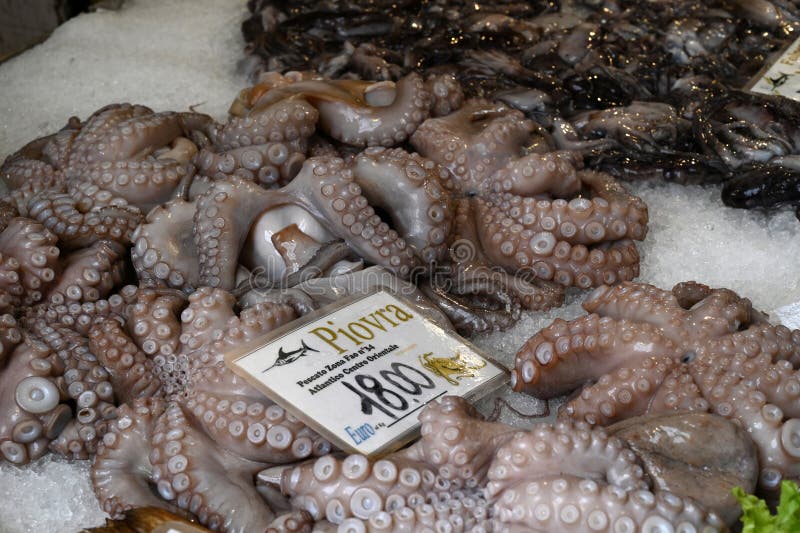 Fresh Octopuses in a Fish Market Stock Image - Image of octopus ...