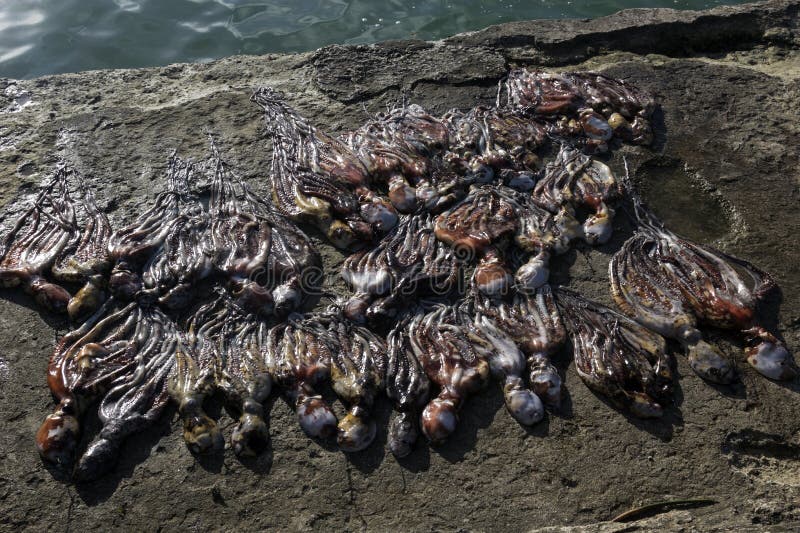 Octopuses in Tonga stock photo. Image of nature, seafood - 49179686