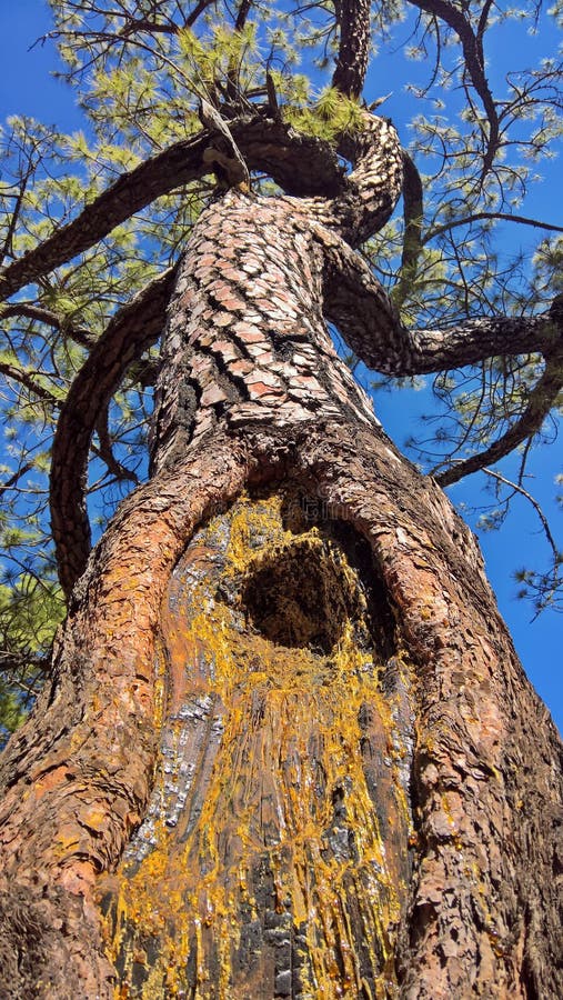 Plant Looks Like Octopus Stock Photos - Free & Royalty-Free Stock ...