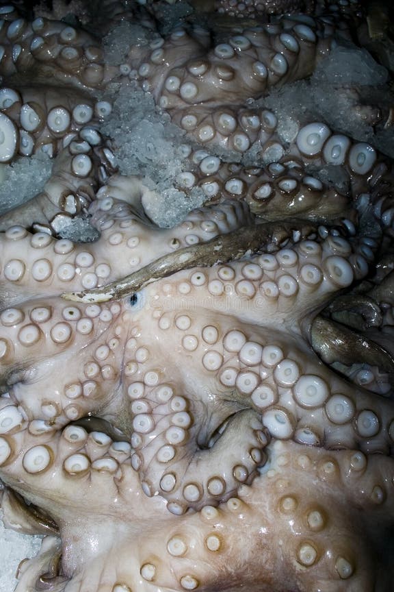 Octupus gather stock image. Image of cuttlefish, suction - 1390705