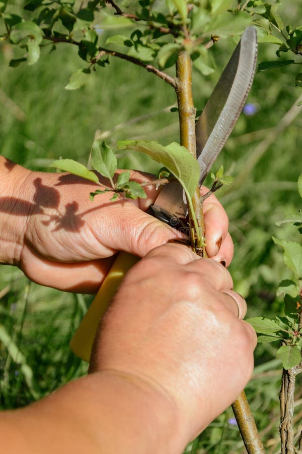 Oculization and Inoculation of Fruit Tree in the Countryside Stock ...