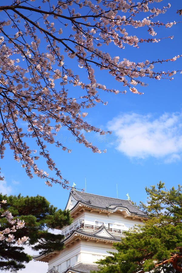 Odawara Castle and Cherry Blossom Stock Image - Image of culture ...