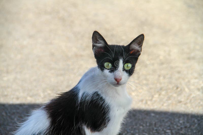 An odd cat stock photo. Image of looking, beautiful - 121230578