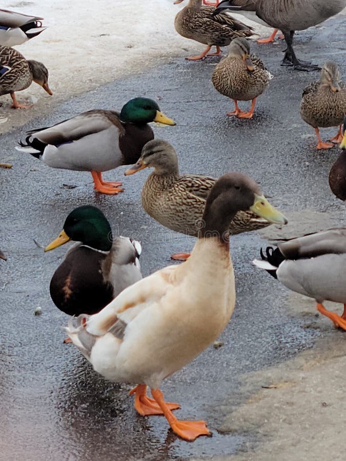 Odd Duck at the Zoo stock image. Image of water, mallard - 239061575