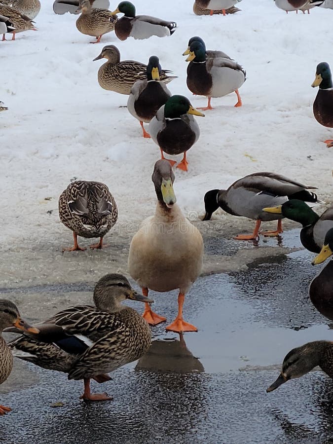 Odd Duck at the Zoo stock photo. Image of iron, statue - 239061582