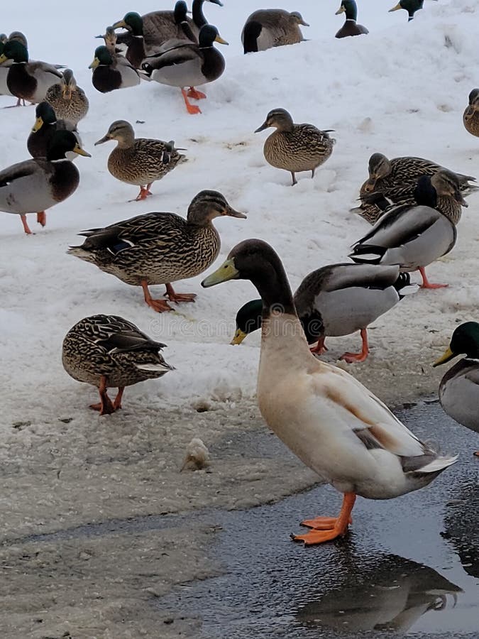 Odd Duck at the Zoo stock image. Image of wall, sculpture - 239061599
