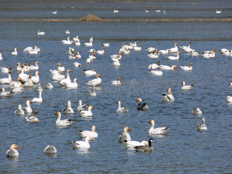 Odd Goose Out stock photo. Image of lake, wildlife, animal - 787804