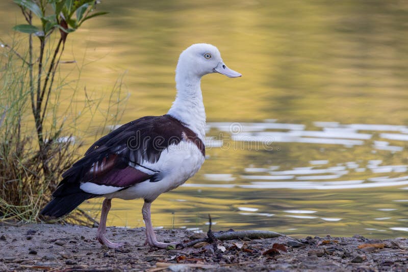 Radjah Shelduck in Australia Stock Photo - Image of tadorna, colourful ...