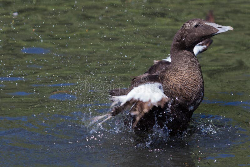 Common Eider Duck in the UK Stock Image - Image of native, nature ...