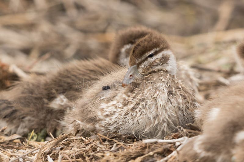 Australian Maned or Wood Duck Stock Image - Image of feather, duckling ...
