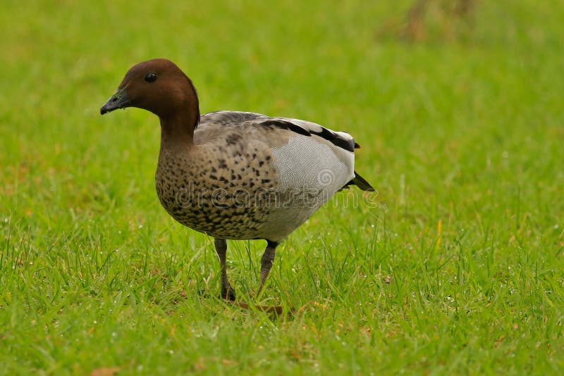 Australian Maned or Wood Duck Stock Photo - Image of wildlife, birds ...