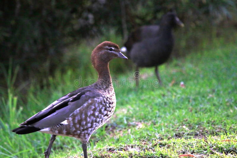 Australian Maned or Wood Duck Stock Photo - Image of aves, colourful ...