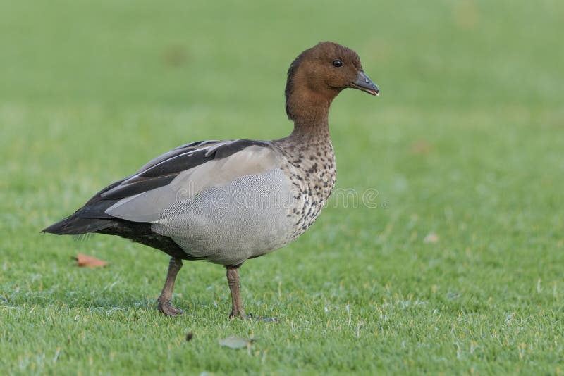 Australian Maned or Wood Duck Stock Image - Image of bird, duck: 157164759