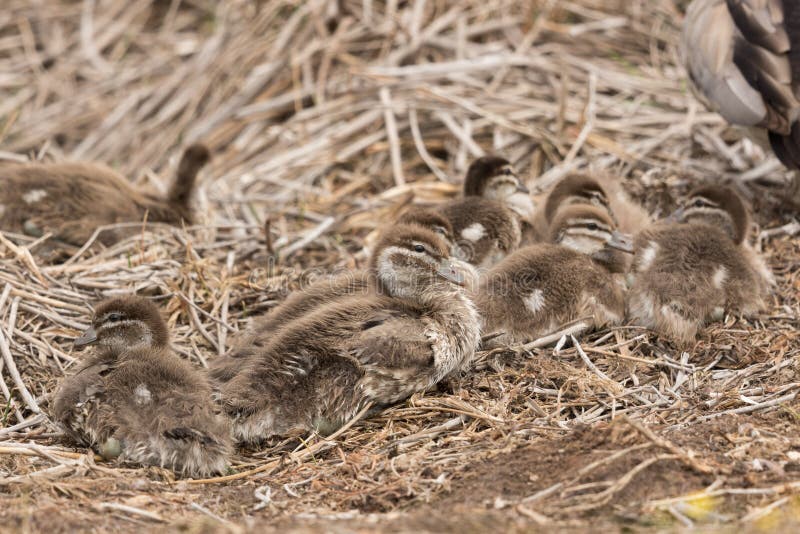 Australian Maned or Wood Duck Stock Photo - Image of fauna, duck: 157164776