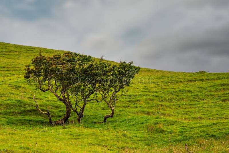 Odd Looking Trees Growing on a Green Hill Stock Image - Image of exotic ...