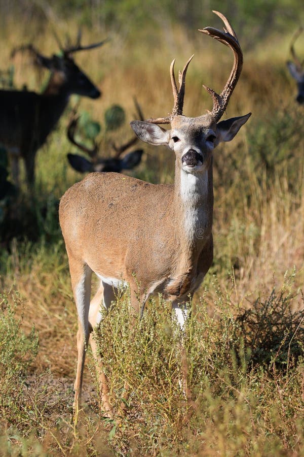 Odd man out stock image. Image of frame, site, tines - 80410519
