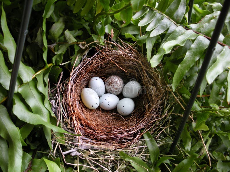 Purple finch eggs stock photo. Image of nest, tiny, nestle - 5629970