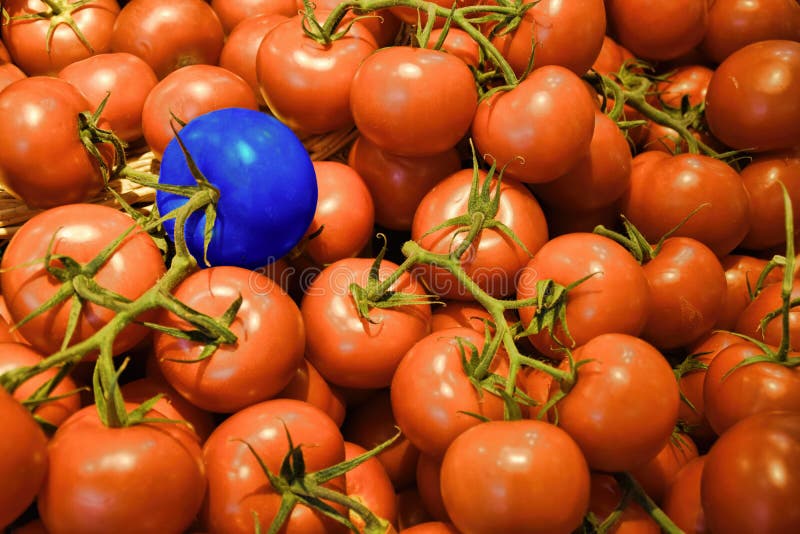 Odd One Out Tomato stock image. Image of blue, vegetable - 73990267